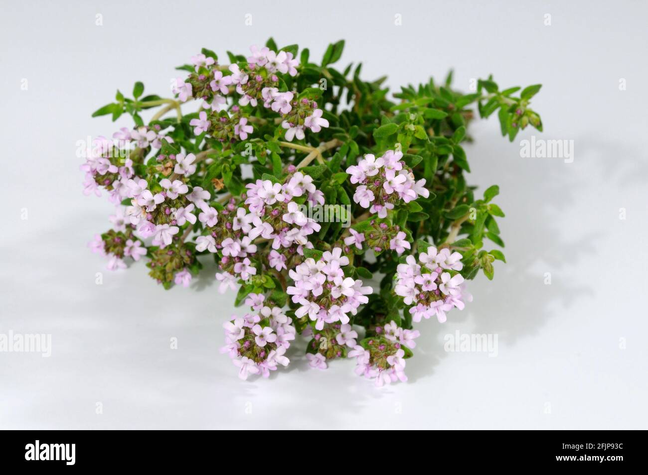 Broad-leaved thyme (Thymus pulegioides Stock Photo - Alamy