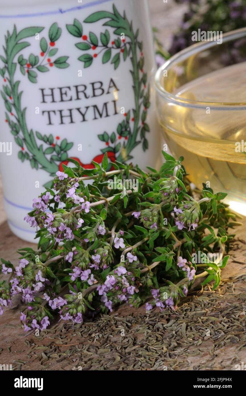 Cup of thyme tea, Common thyme (Thymus pulegioides Stock Photo - Alamy