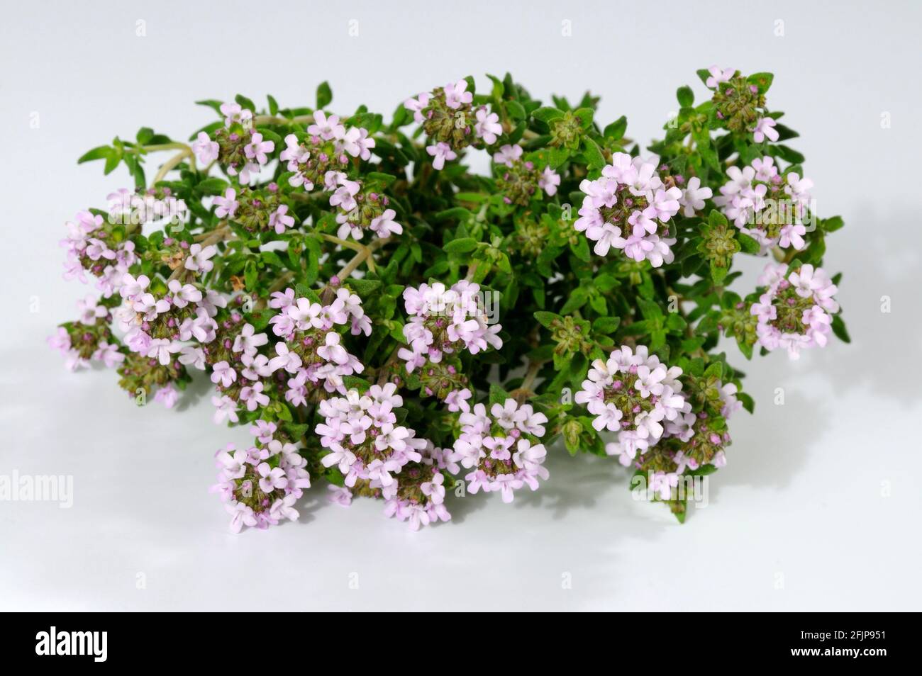 Broad-leaved thyme (Thymus pulegioides Stock Photo - Alamy
