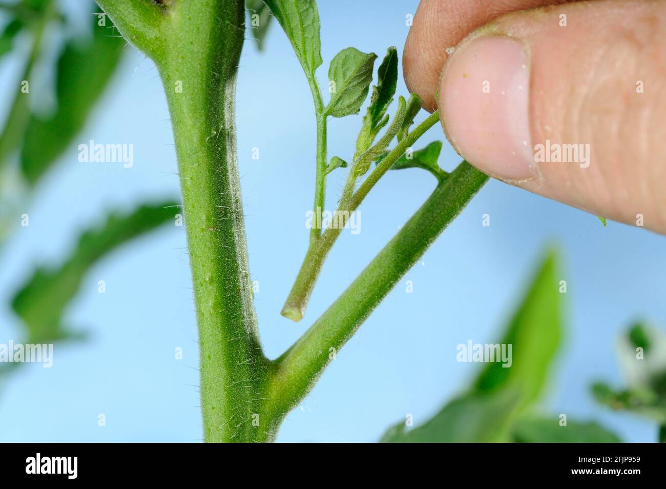 Tomato (Solanum lycopersicum), sprouted, miserly Stock Photo - Alamy