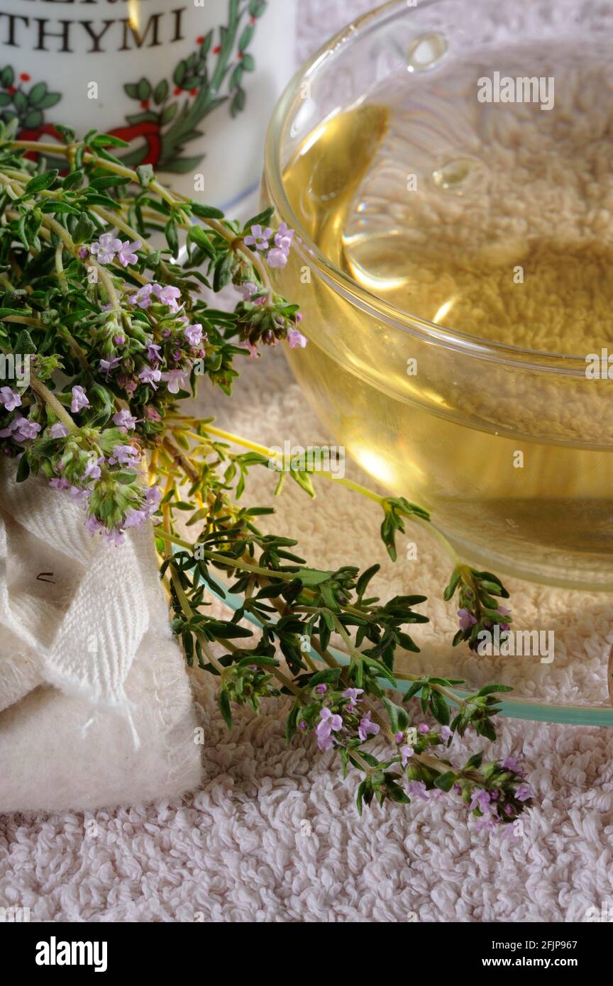 Cup of thyme tea, Common thyme (Thymus pulegioides Stock Photo - Alamy