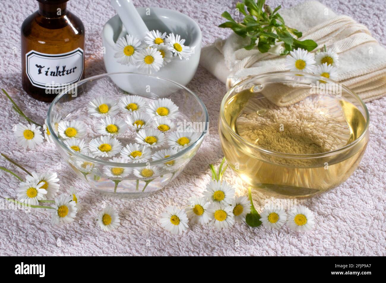 Cup of daisy tea (Bellis perennis) Daisy tincture and daisy essence ...