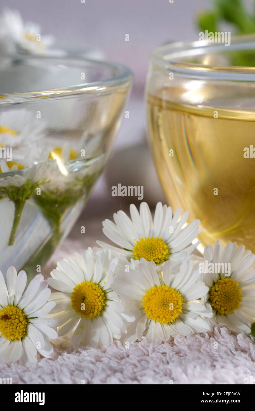 Cup of daisy tea (Bellis perennis), daisy tea Stock Photo - Alamy