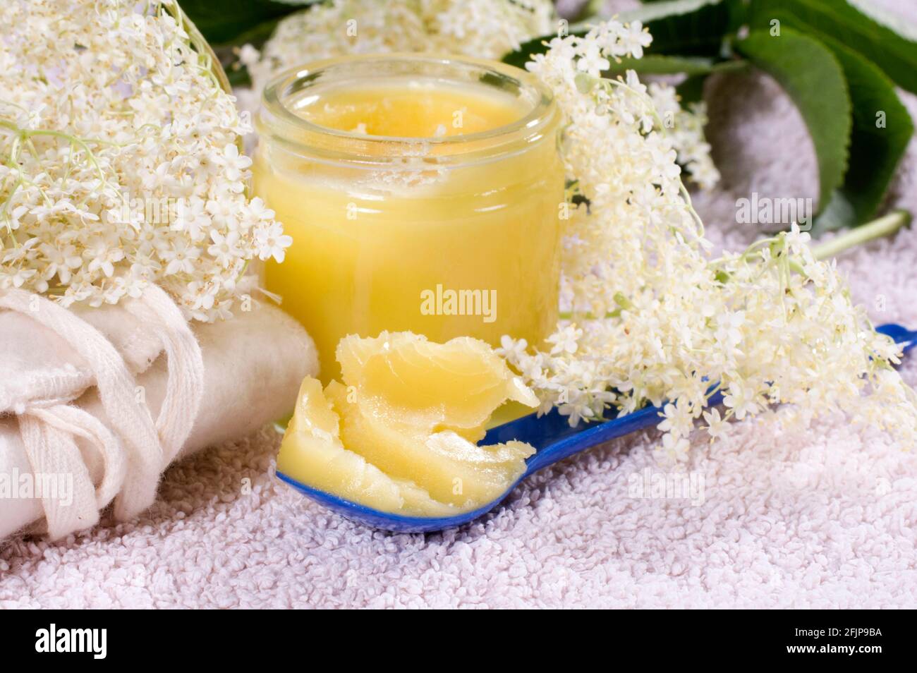 Elder (Sambucus nigra), production of elderberry ointment, glass with ...