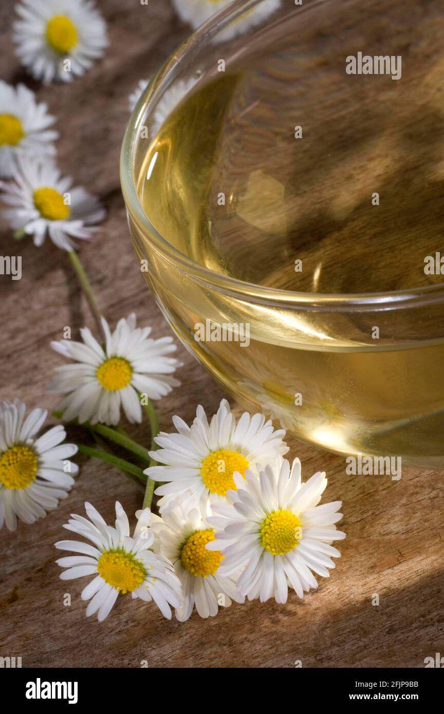 Cup of daisy tea (Bellis perennis), daisy tea Stock Photo - Alamy