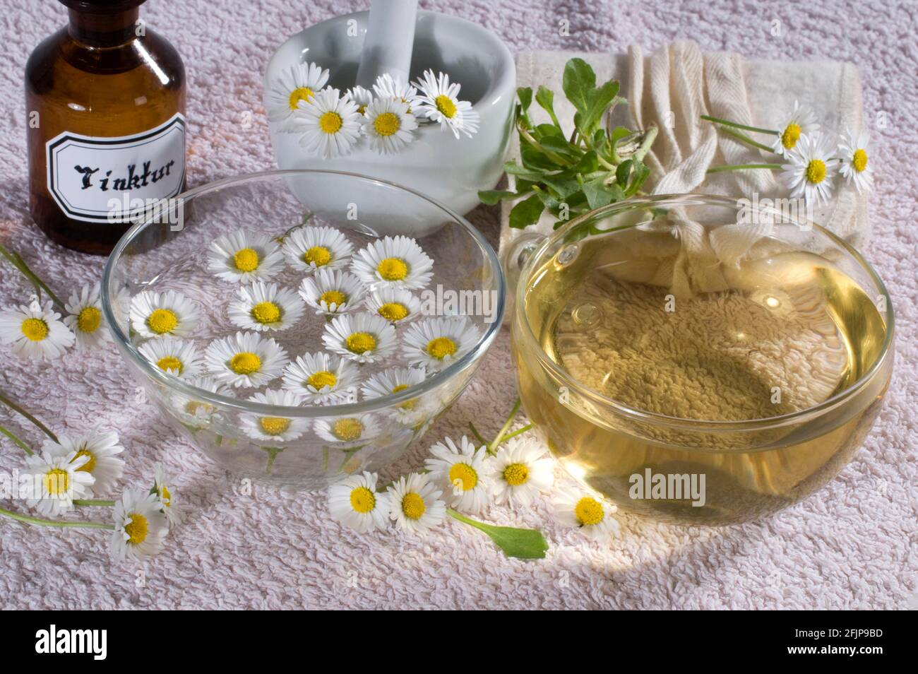 Cup of daisy tea (Bellis perennis) Daisy tincture and daisy essence ...