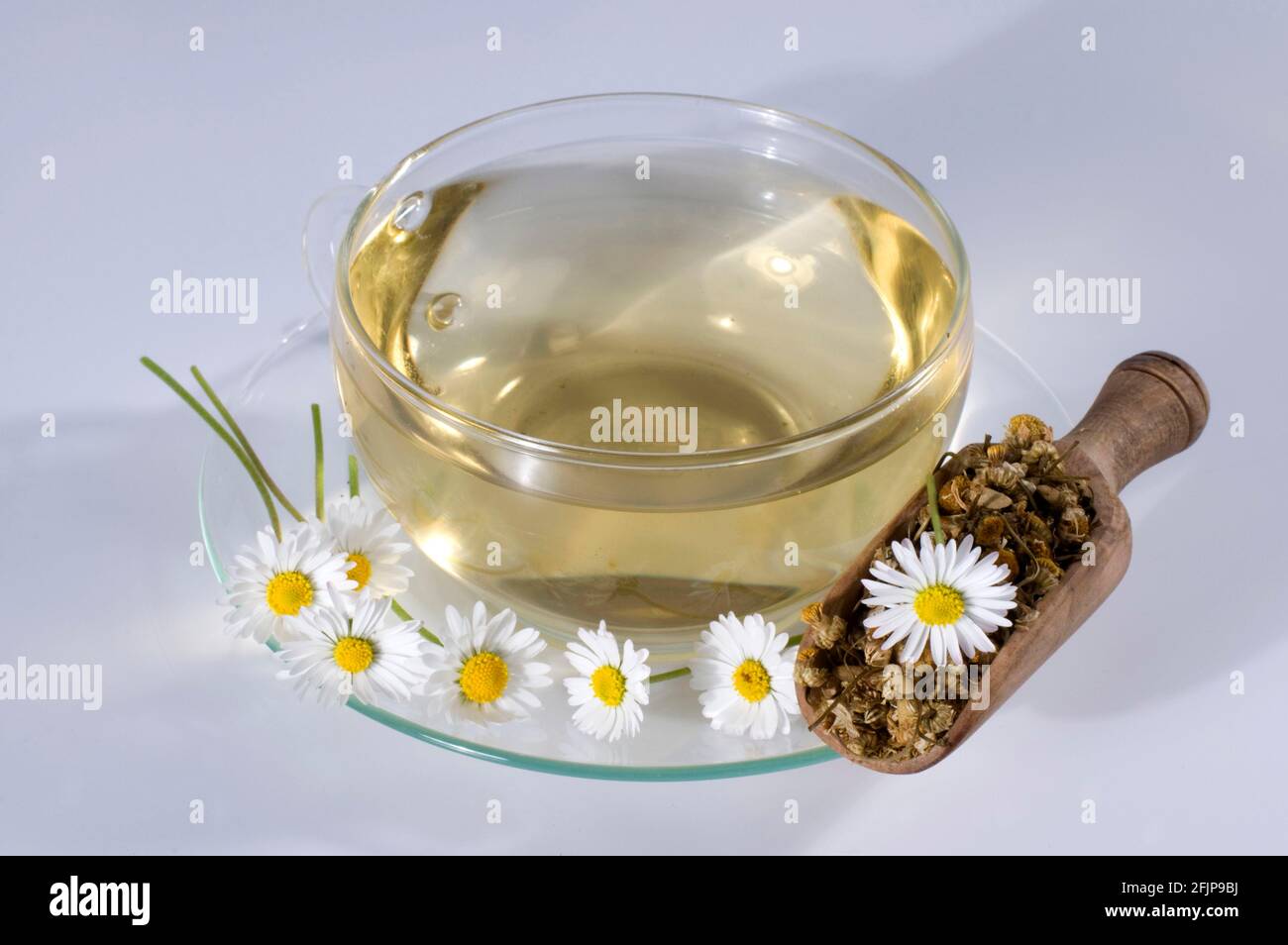 Cup of daisy tea (Bellis perennis), daisy tea Stock Photo - Alamy