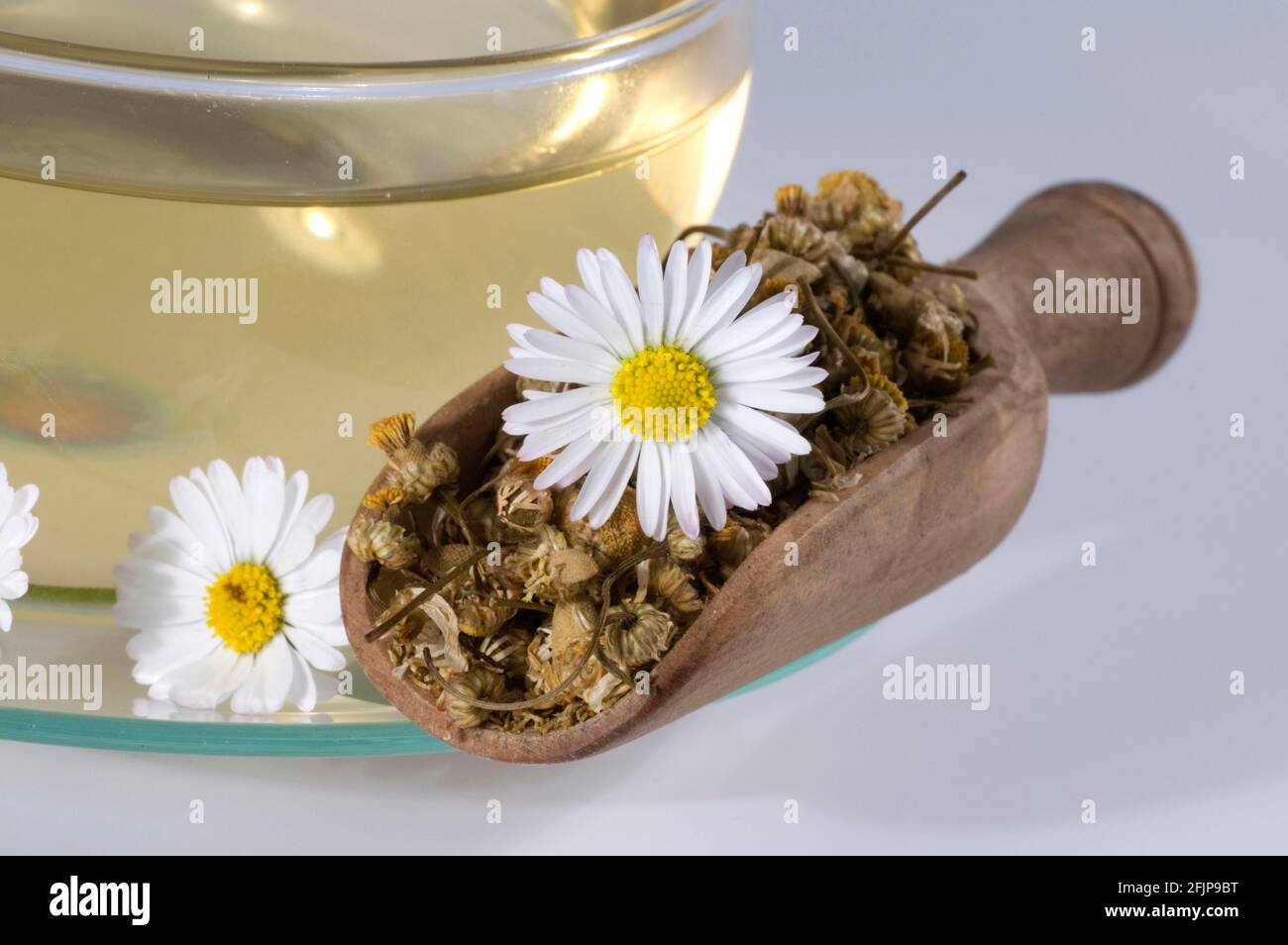 Cup of daisy tea (Bellis perennis), daisy tea Stock Photo - Alamy