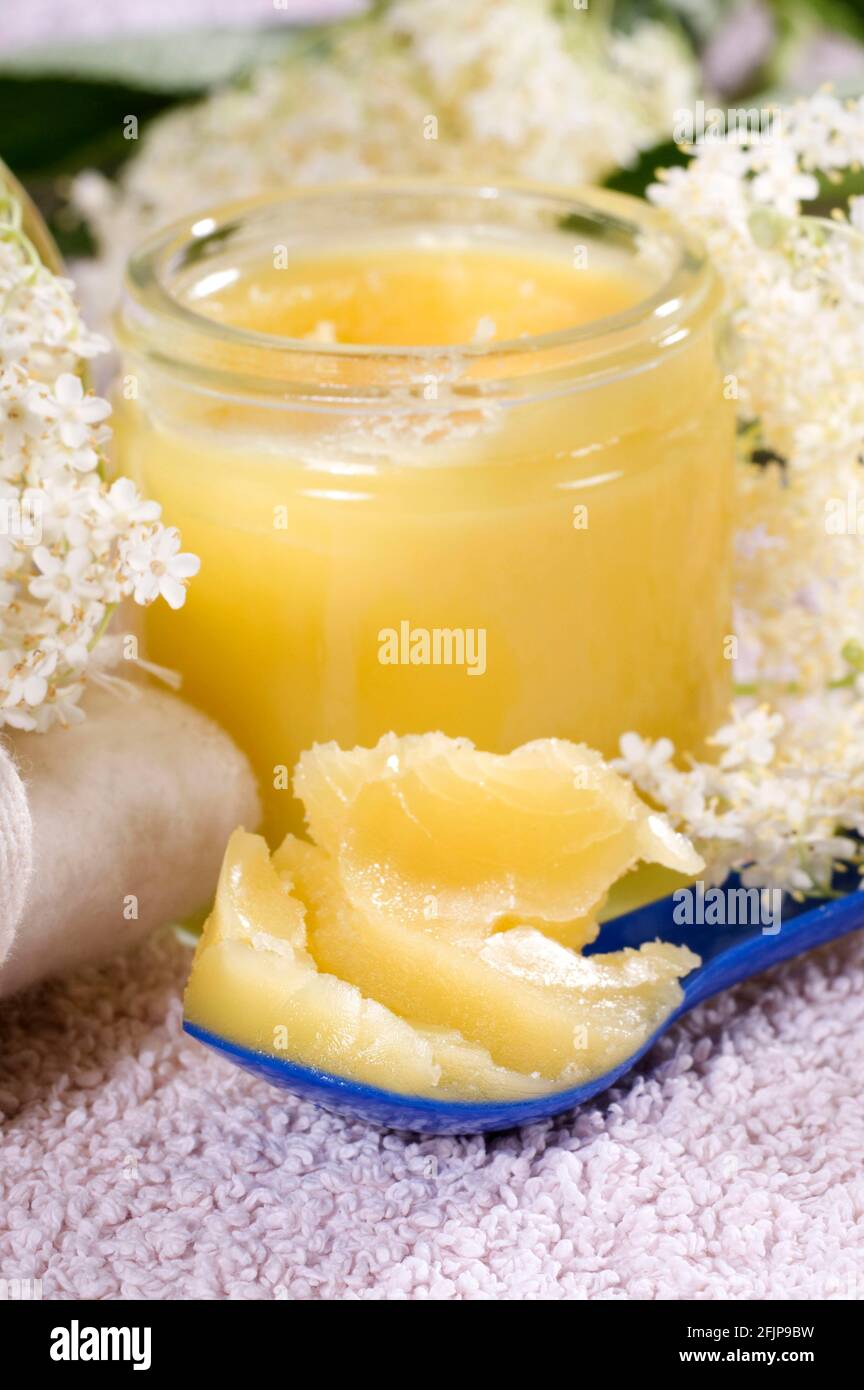 Elder (Sambucus nigra), production of elderberry ointment, glass with ...