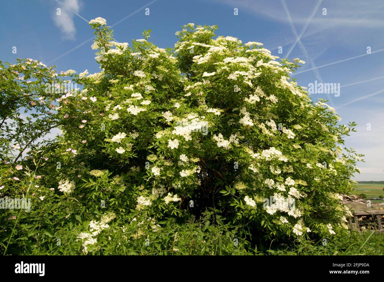 Blossom elder tree sambucus nigra hi-res stock photography and images ...