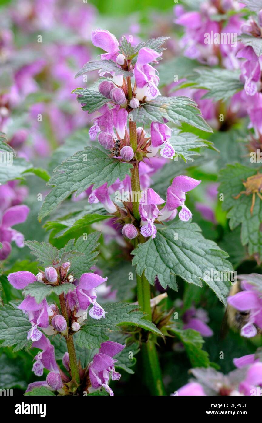 Red dead-nettle, purple dead-nettle (Lamium purpureum Stock Photo - Alamy