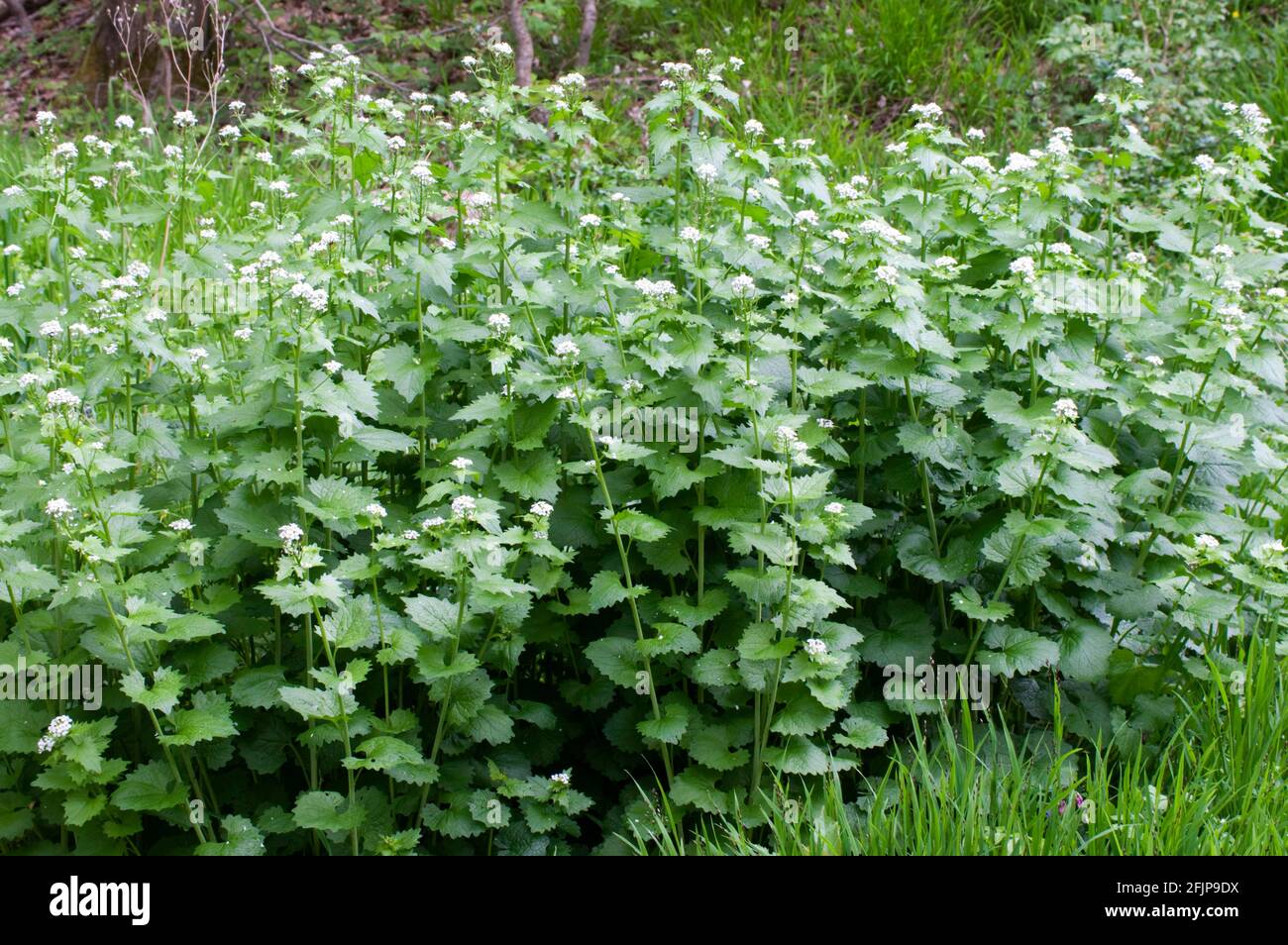 Garlic mustard (Alliaria petiolata), common leek, garlic rocket Stock ...