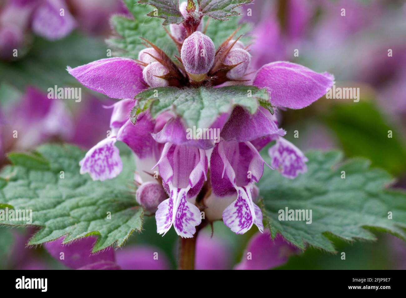 Red dead-nettle, purple dead-nettle (Lamium purpureum Stock Photo - Alamy