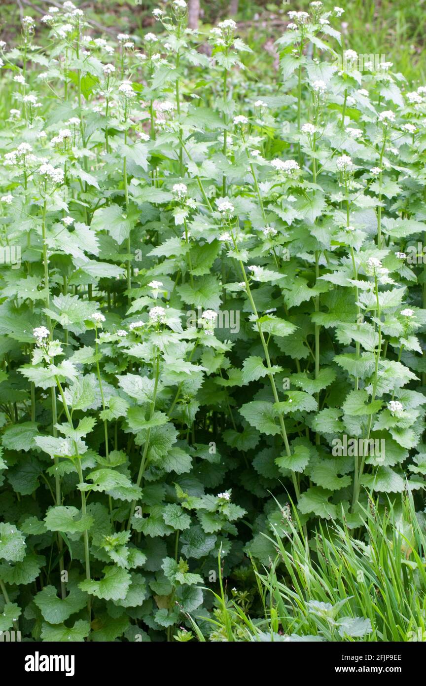 Garlic mustard (Alliaria petiolata), common leek, garlic rocket Stock ...