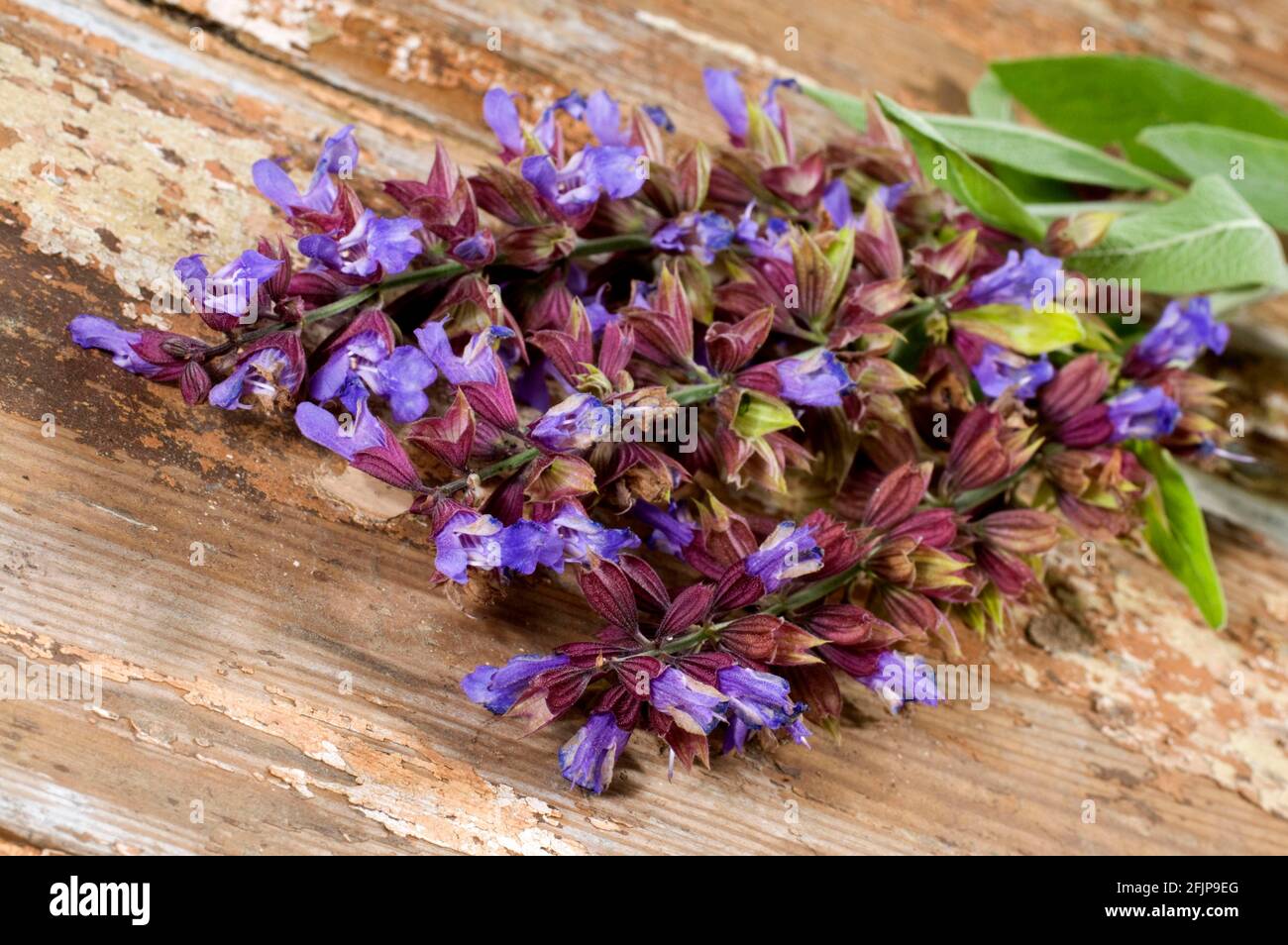 Common sage (Salvia officinalis Stock Photo - Alamy