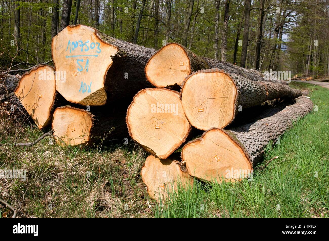 Logs, common oak (Quercus robur), English oak, oak trunks Stock Photo ...