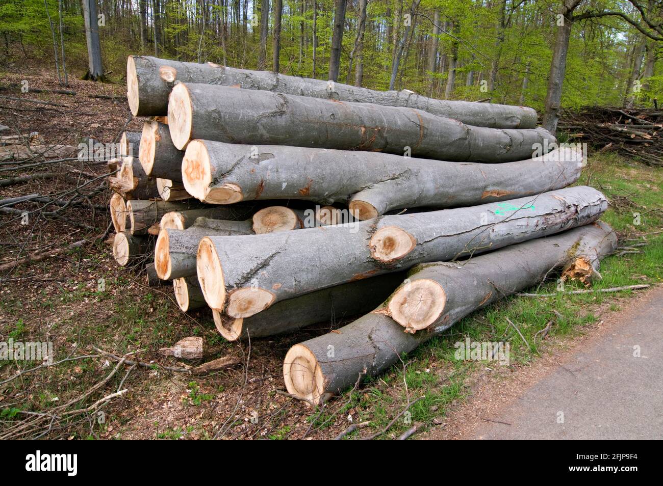 Tree trunks, red beech (Fagus sylvatica), beech, beech trunks Stock ...