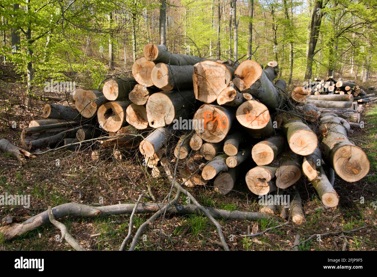 Tree trunks, red beech (Fagus sylvatica), beech, beech trunks Stock ...