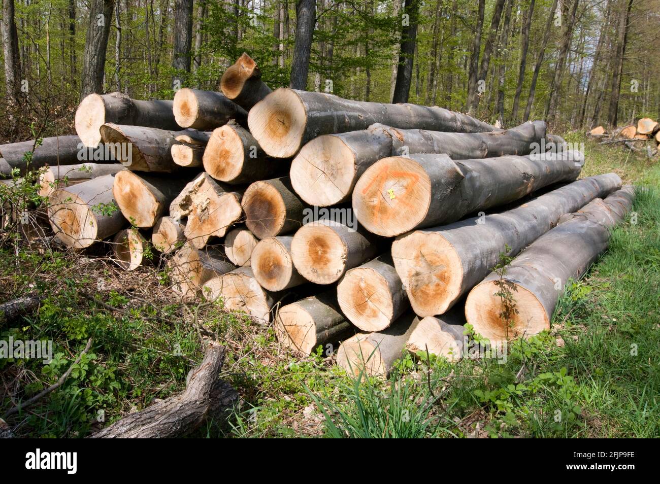 Tree trunks, red beech (Fagus sylvatica), beech, beech trunks Stock ...