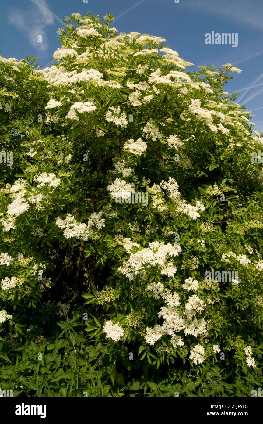 Blossom elder tree sambucus nigra hi-res stock photography and images ...