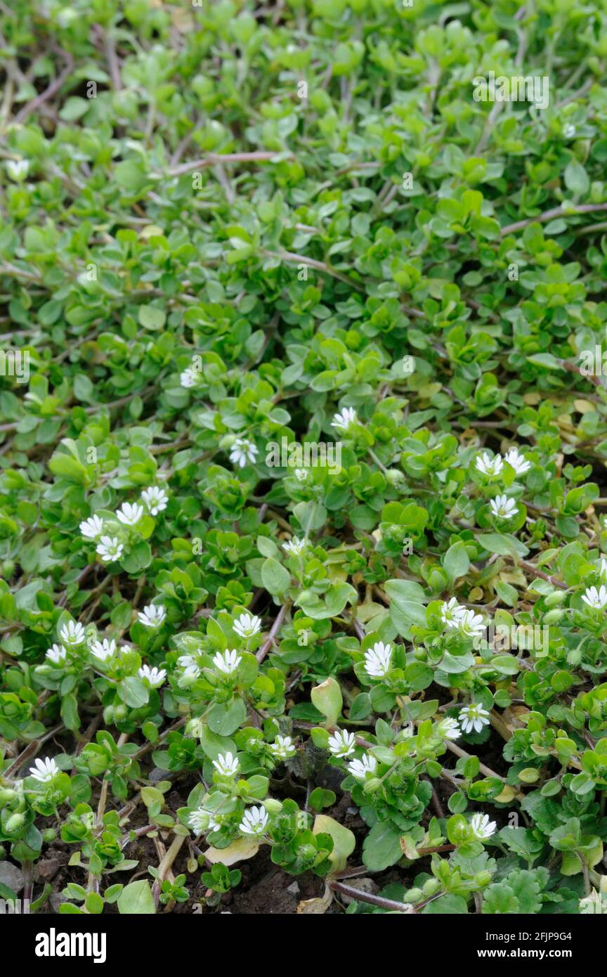Chickweed, Common Common chickweed (Stellaria media), Chickweed Stock ...