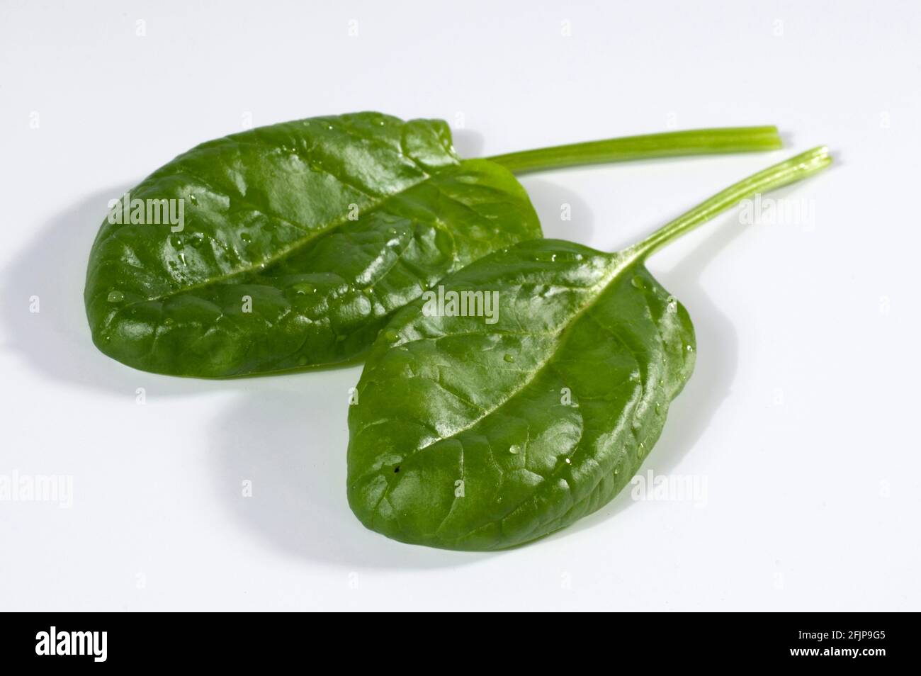 Spinach, vegetable spinach (Spinacia oleracea), garden spinach Stock ...