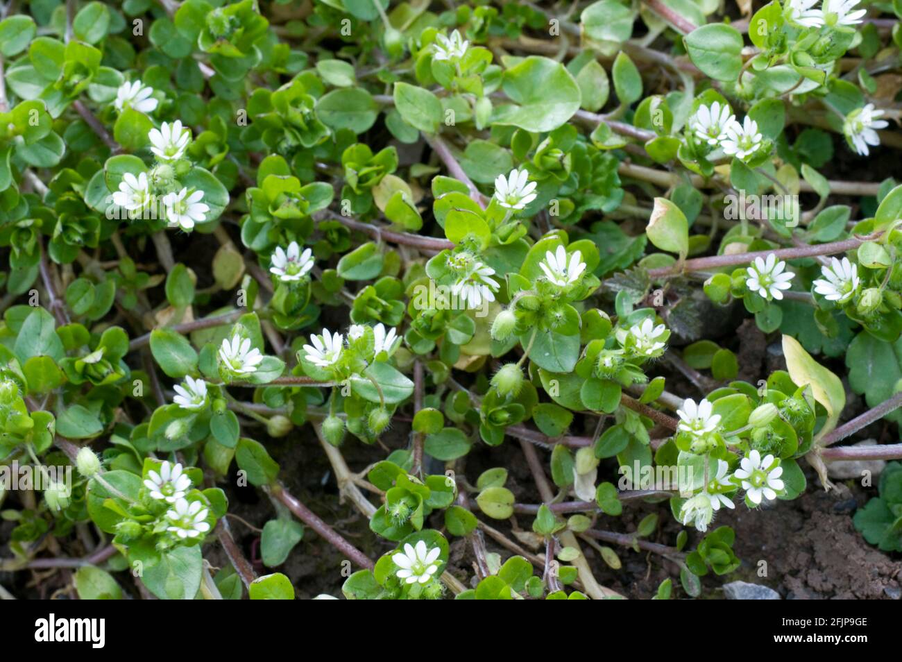 Chickweed, Common Common chickweed (Stellaria media), Chickweed Stock ...