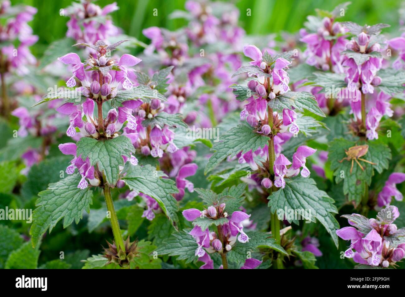 Red dead-nettle, purple dead-nettle (Lamium purpureum Stock Photo - Alamy