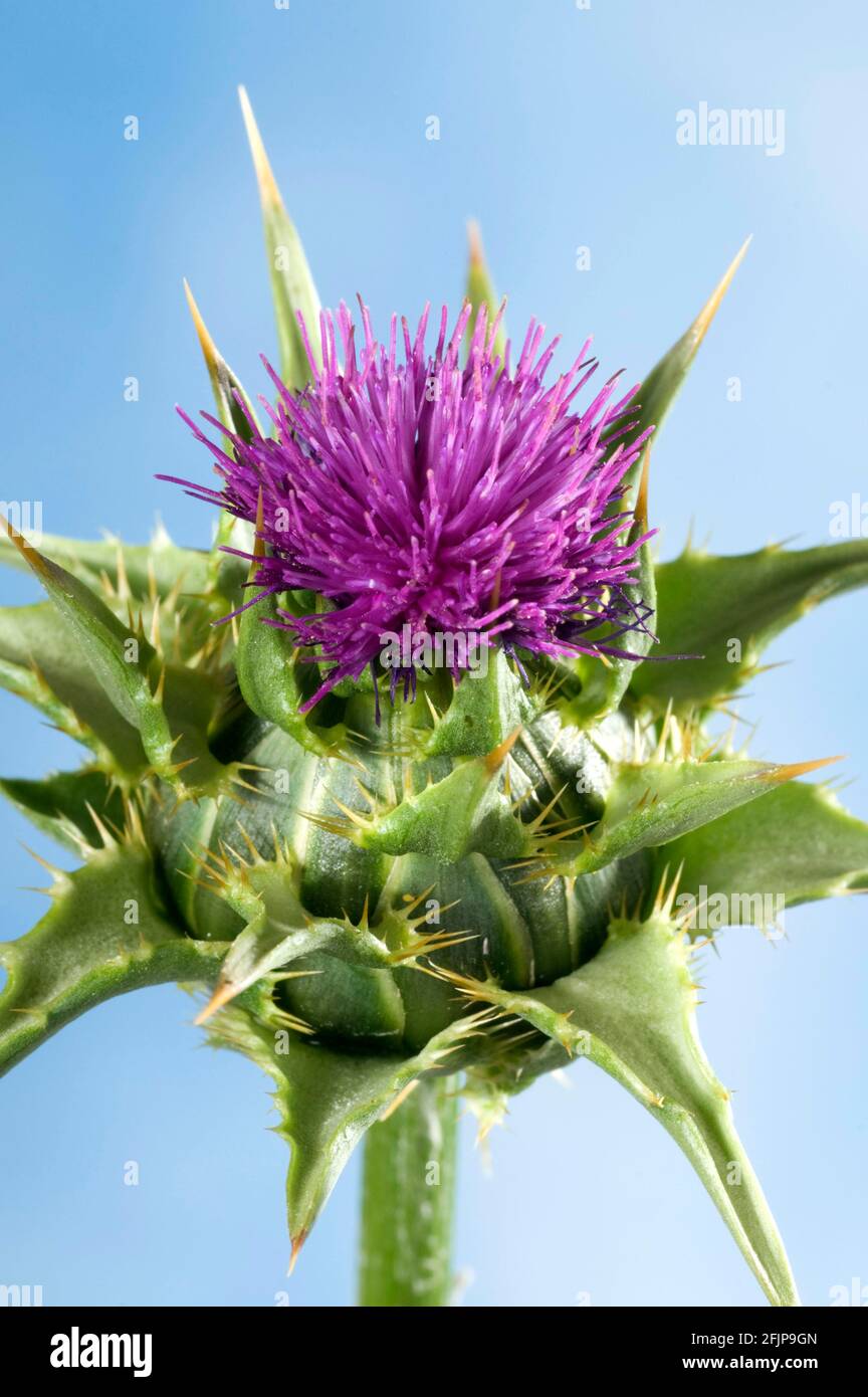 Asteraceae carduus hi-res stock photography and images - Alamy