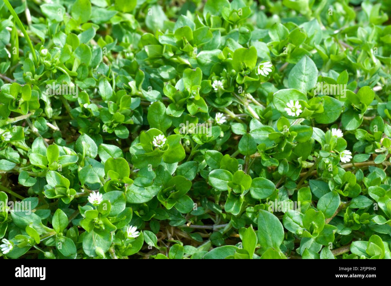 Chickweed, Common Common chickweed (Stellaria media), Chickweed Stock ...