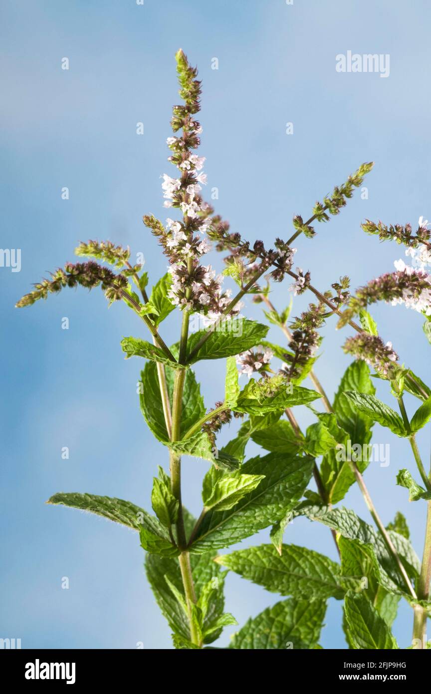 Hemingway peppermint (Mentha nemorosa Stock Photo - Alamy