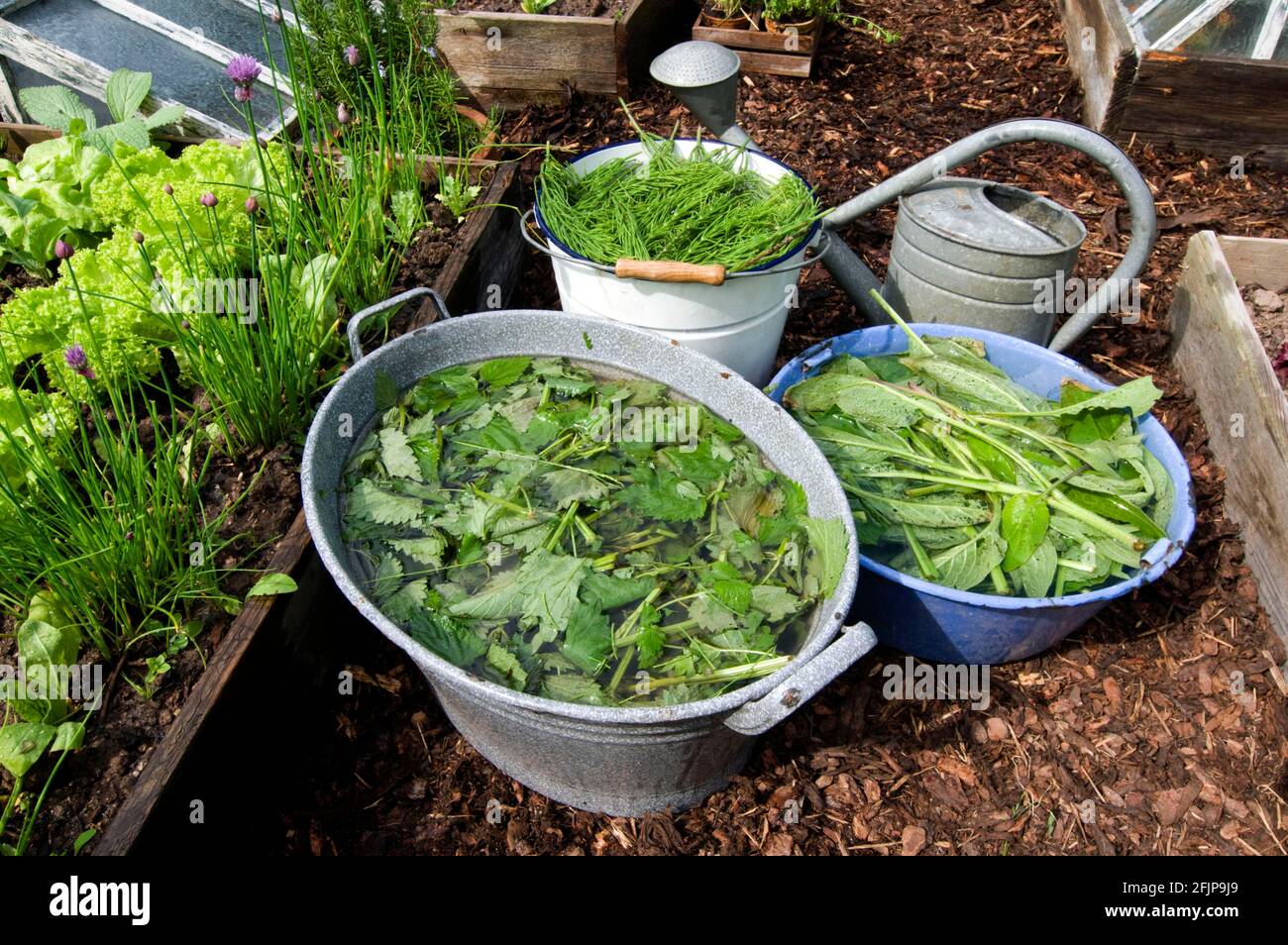 Herbal swill with stinging nettle and field horsetail (Equisetum ...