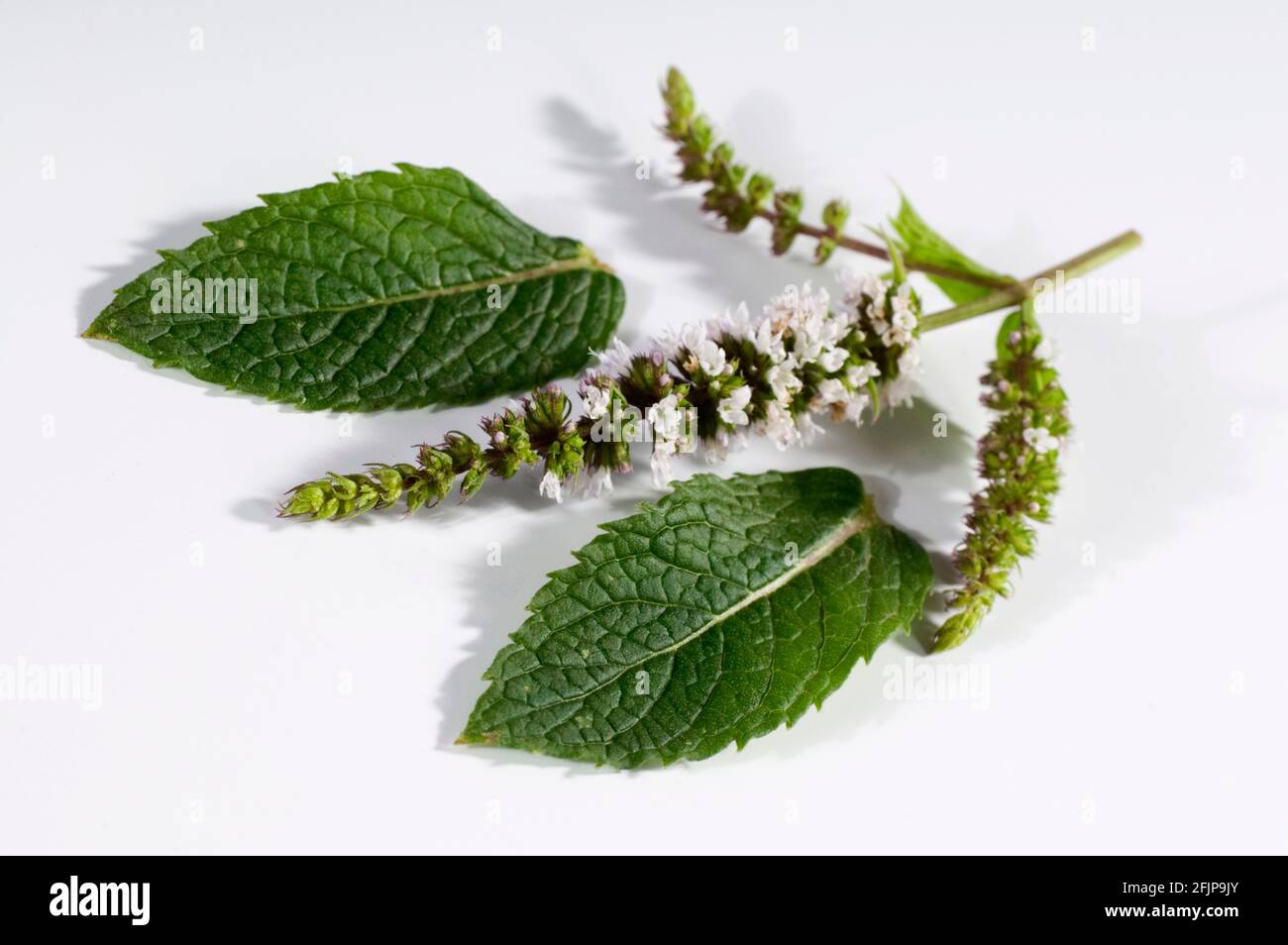 Hemingway peppermint (Mentha nemorosa Stock Photo - Alamy