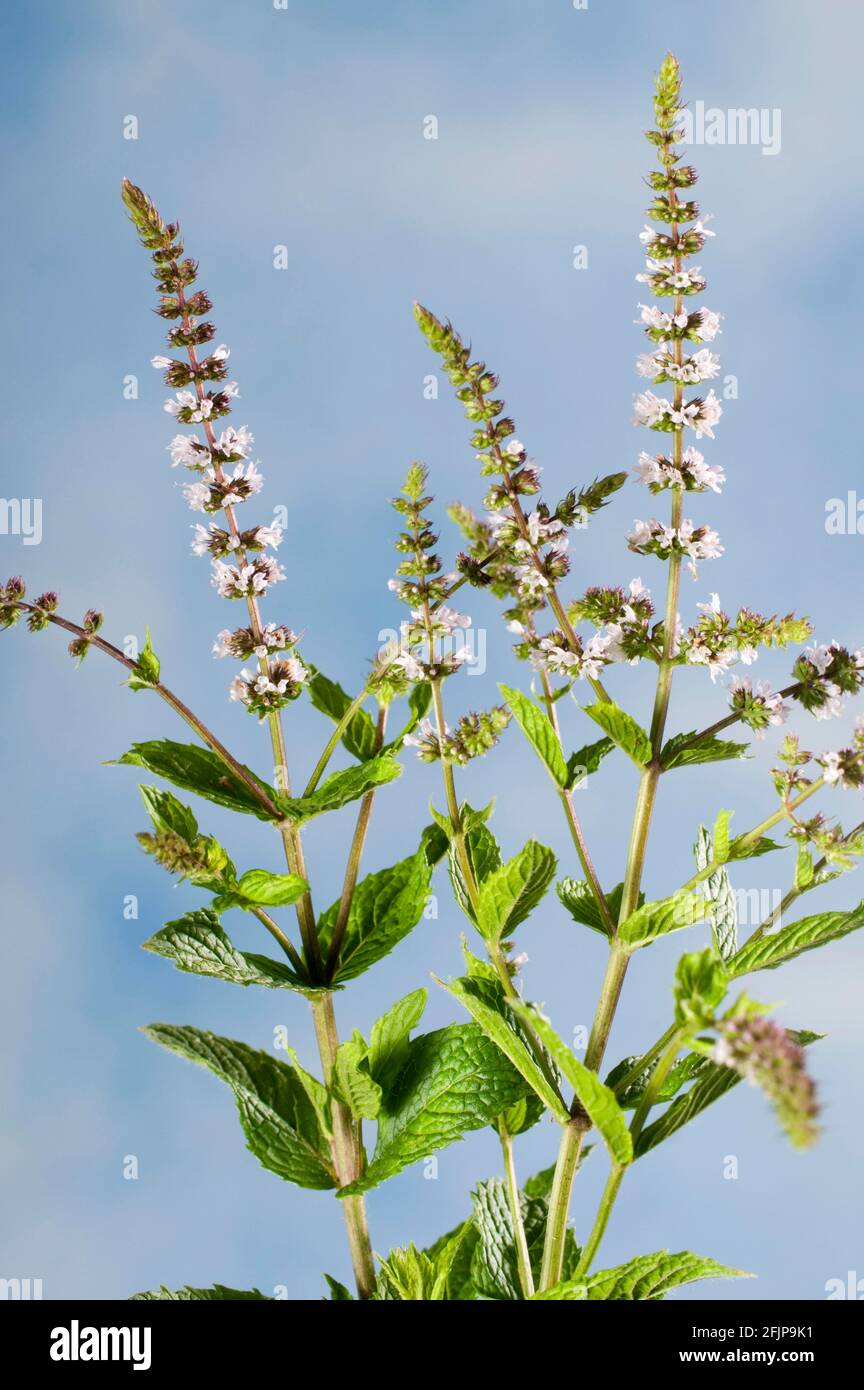 Hemingway peppermint mentha nemorosa hi-res stock photography and ...