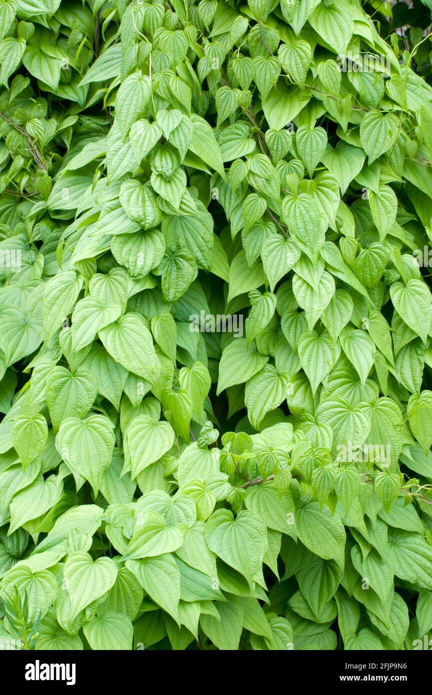 Yam (Dioscorea villosa) Yam root (Dioscoreaceae Stock Photo - Alamy