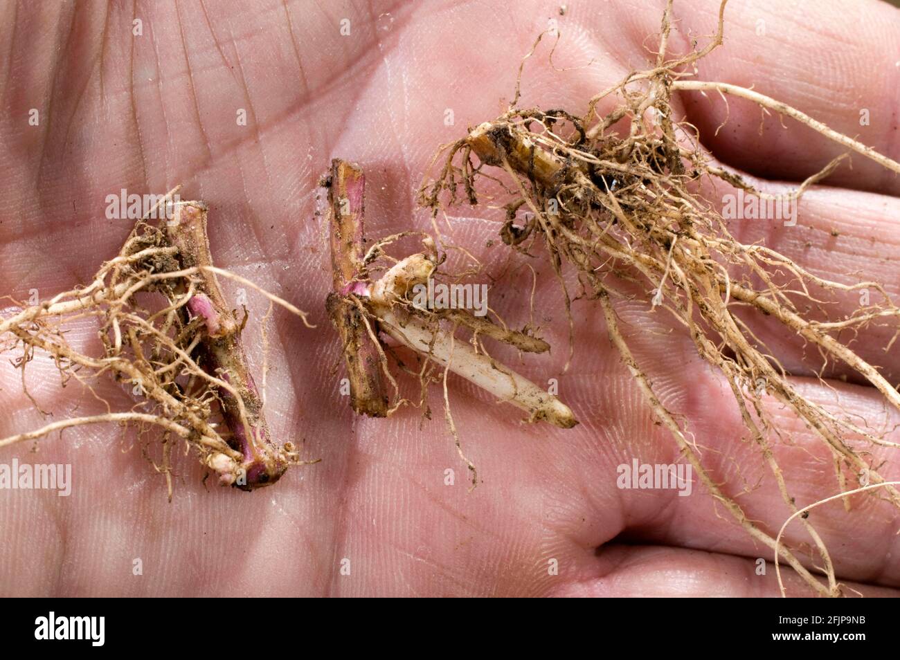 True peppermint (Mentha x piperita), root cuttings, cuttings, root ...