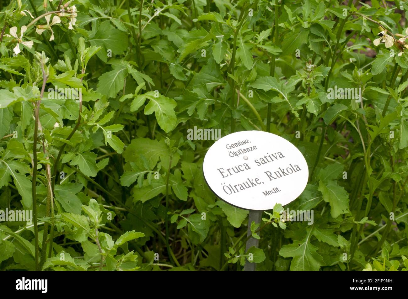 Rucola (Eruca sativa), rocket, arugula, arugula, oil rocket, rocket ...