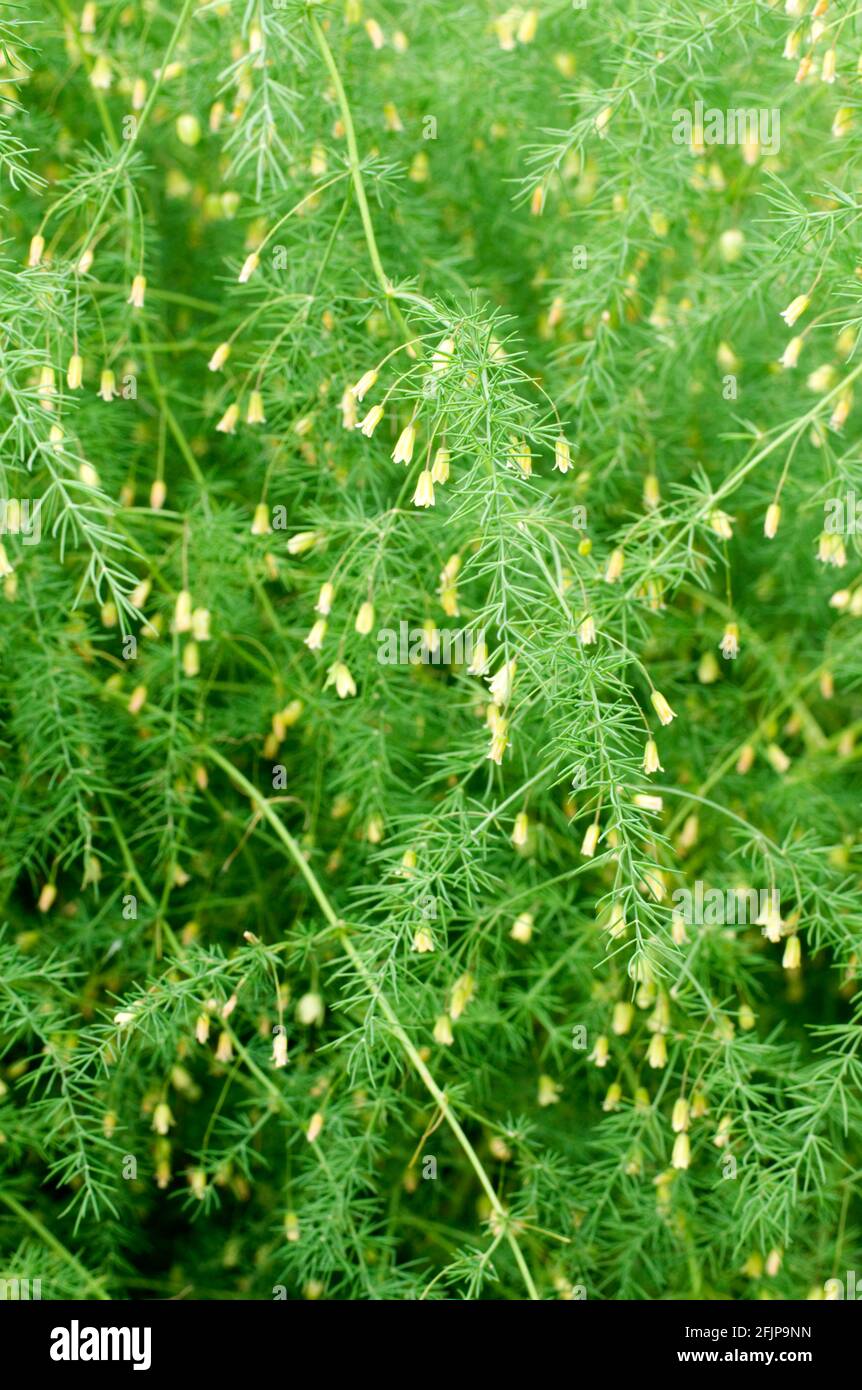 Asparagus, asparagus, common asparagus (Asparagus officinalis Stock ...