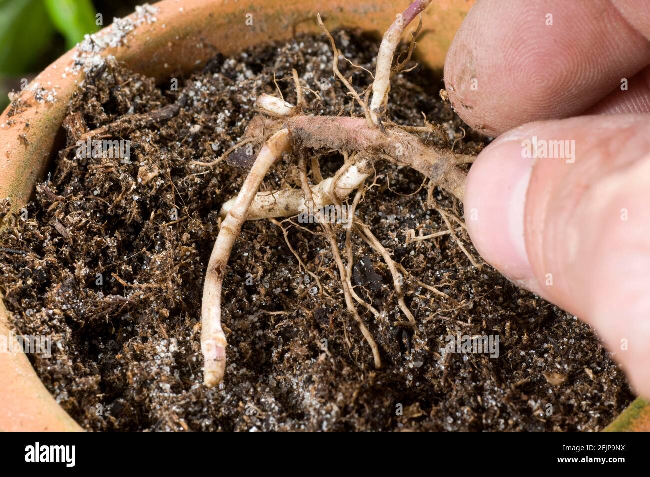 Root cuttings hi-res stock photography and images - Alamy