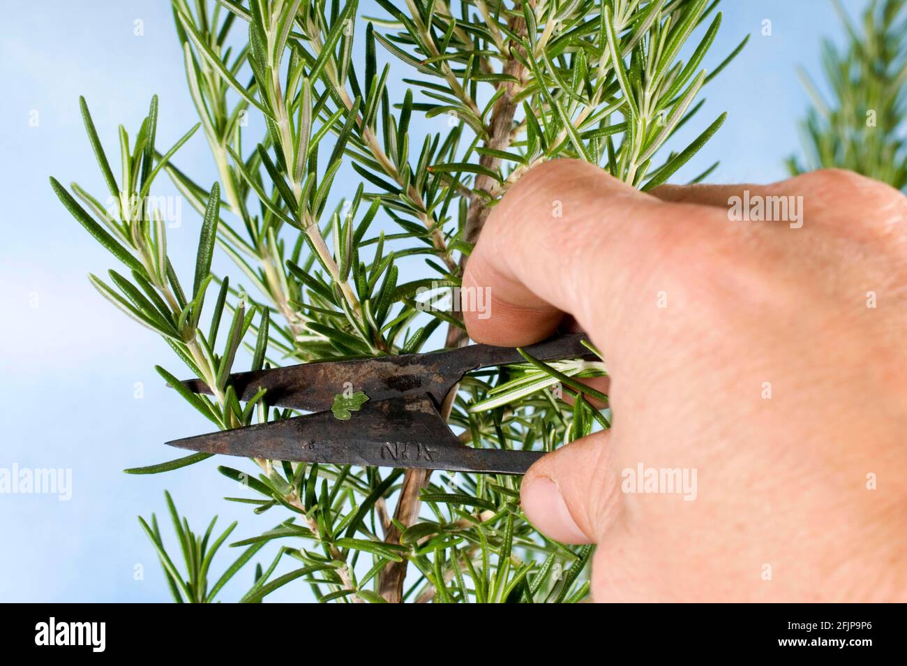 Rosemary cuttings (Rosmarinus officinalis) are cut, rosemary cutting ...
