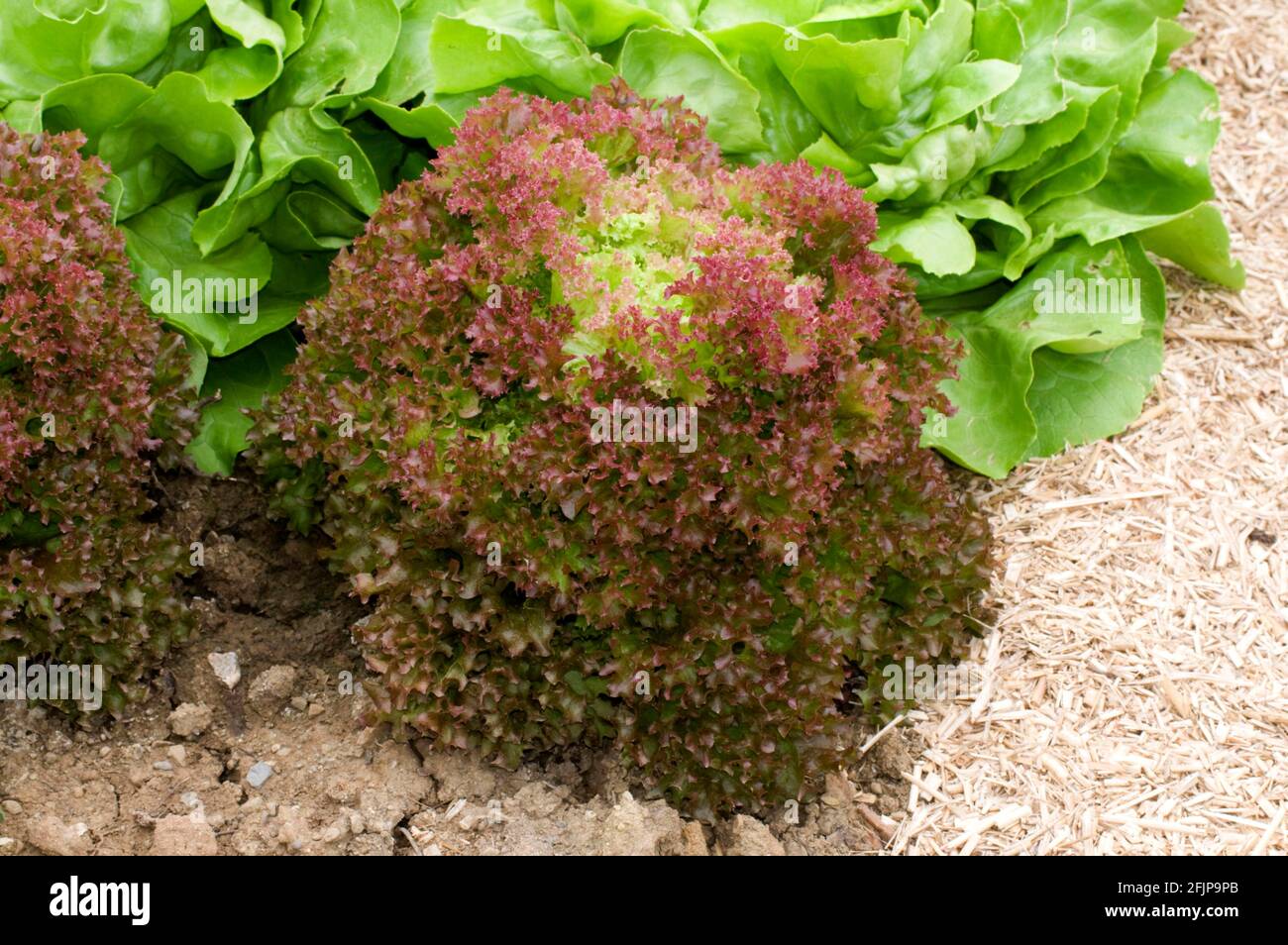 Lettuce lollo rosso hi-res stock photography and images - Alamy