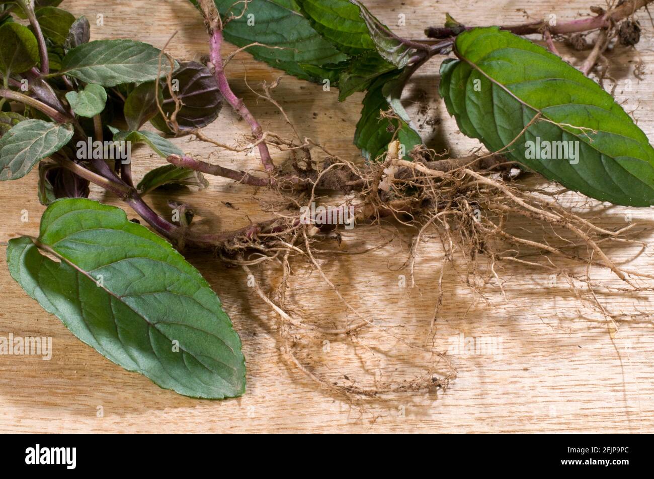 True peppermint (Mentha x piperita) with root, cuttings, root cuttings ...
