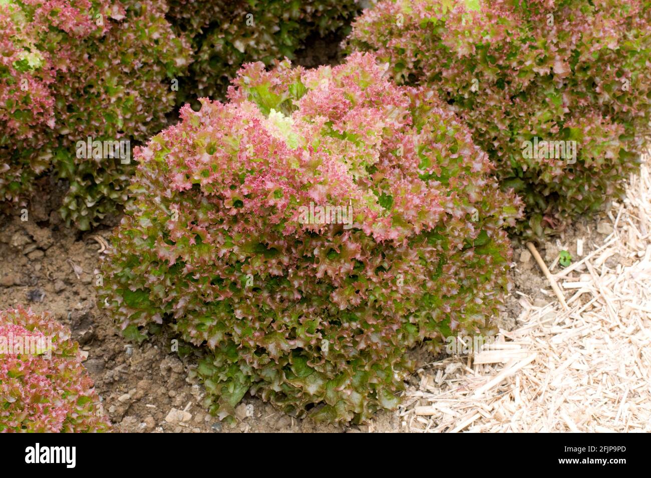 Feska hi-res stock photography and images - Alamy