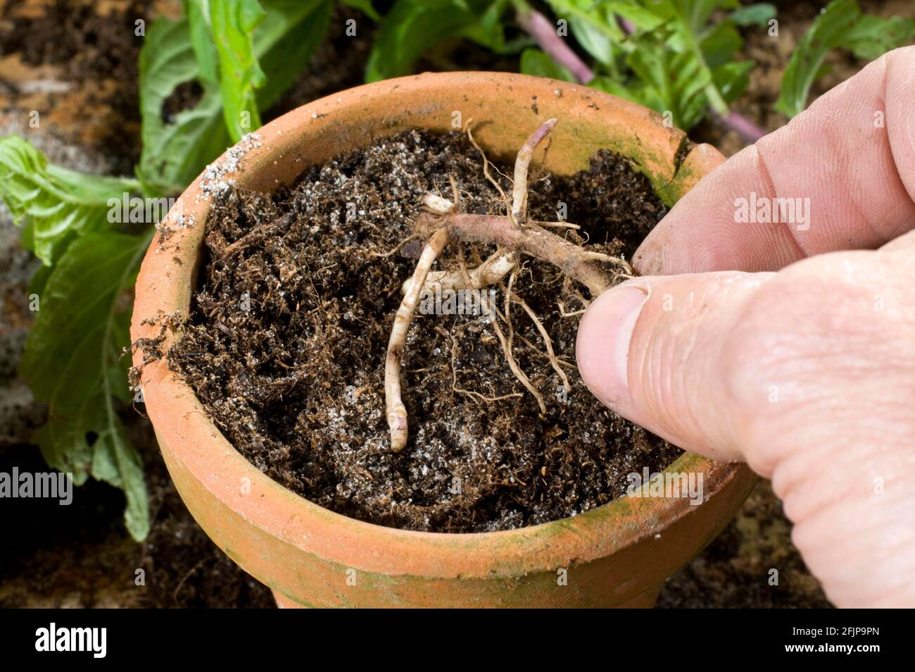 Root cuttings hi-res stock photography and images - Alamy