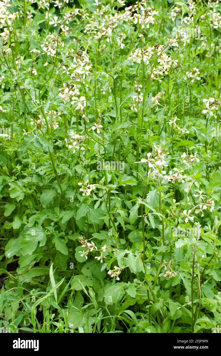 Rocket herb hi-res stock photography and images - Alamy