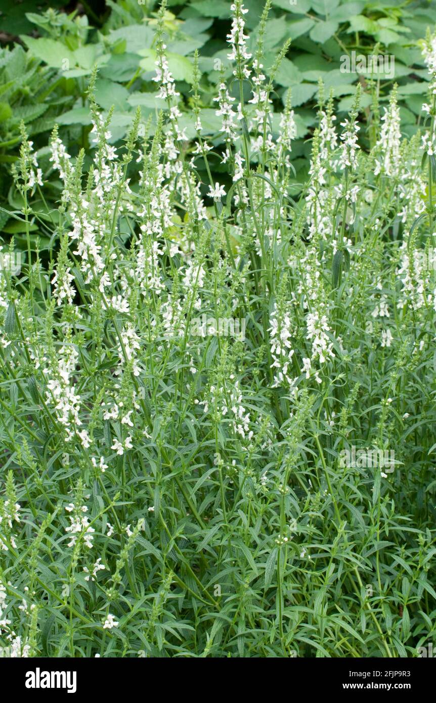 Hollow tooth hi-res stock photography and images - Alamy