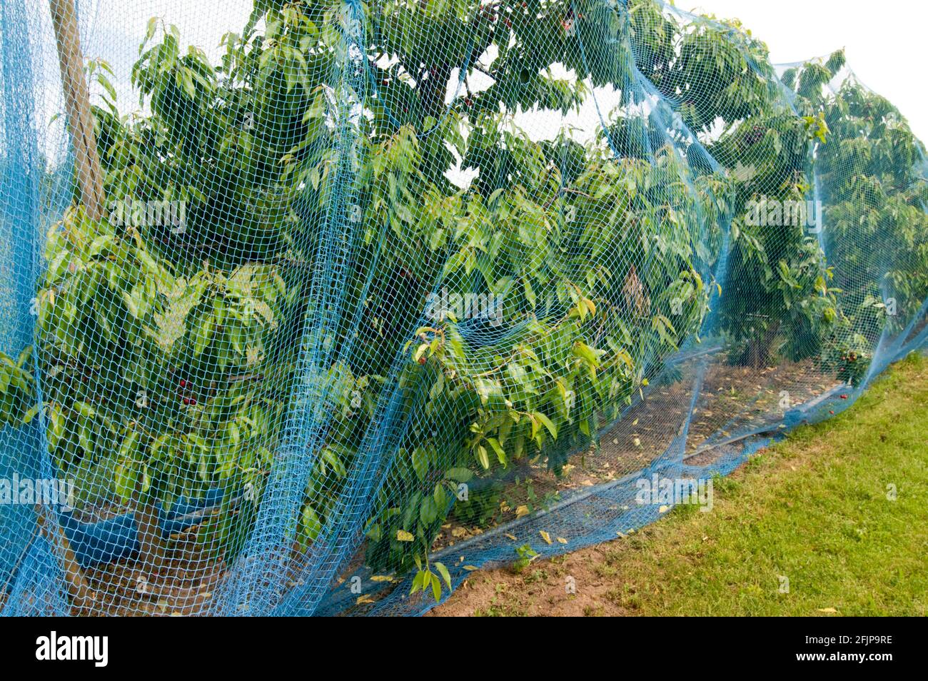 Bird protection net over cherry tree, net, protection net against birds ...