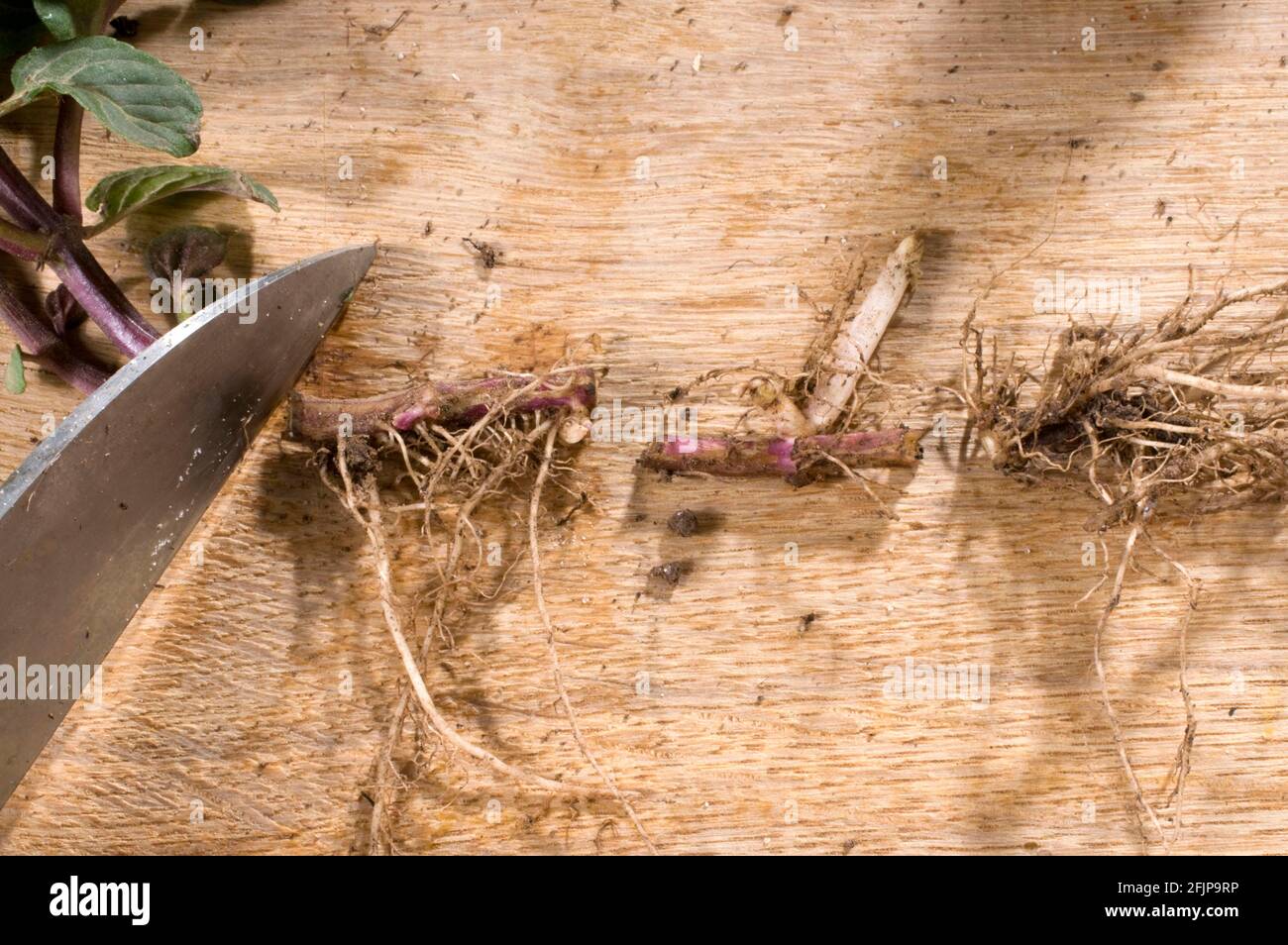 Real peppermint (Mentha x piperita), root cuttings, cuttings, root ...