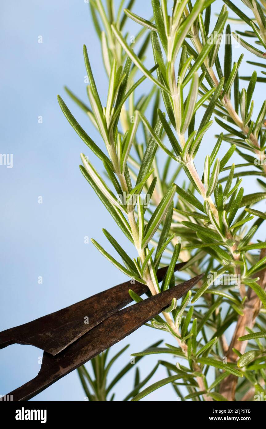 Rosemary cuttings (Rosmarinus officinalis) are cut, rosemary cutting ...