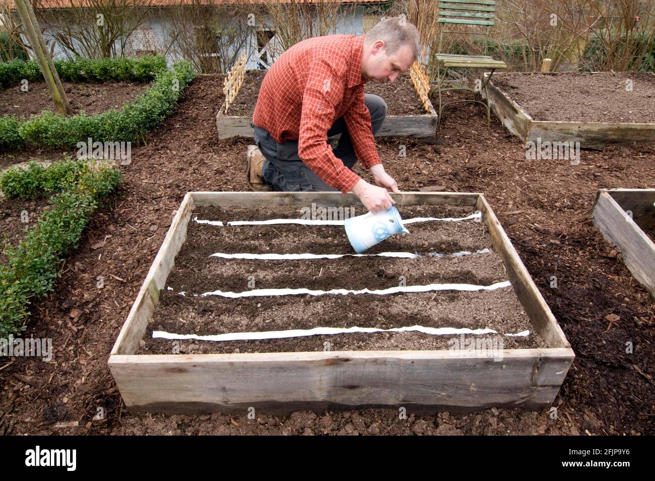 Man laying seed tape, sowing, manure bed, watering, watering Stock ...